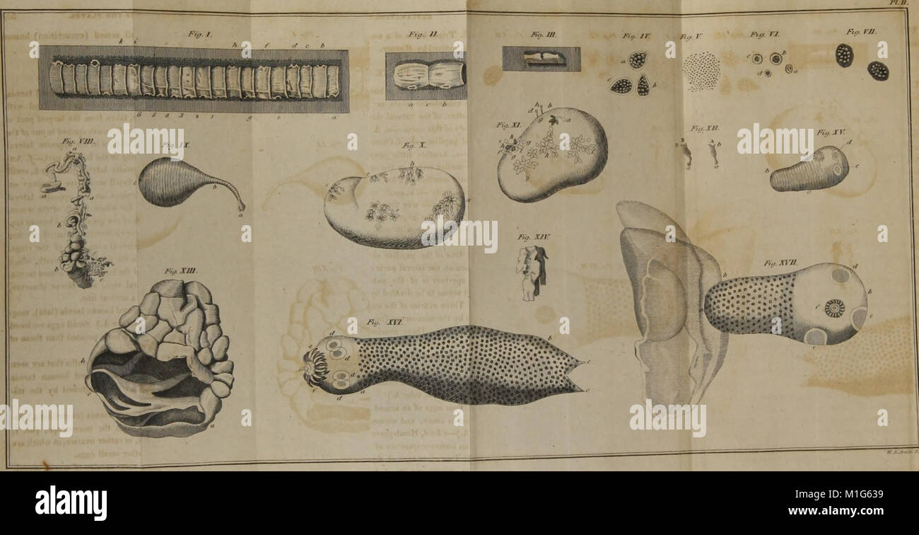 Verminous High Resolution Stock Photography and Images - Alamy