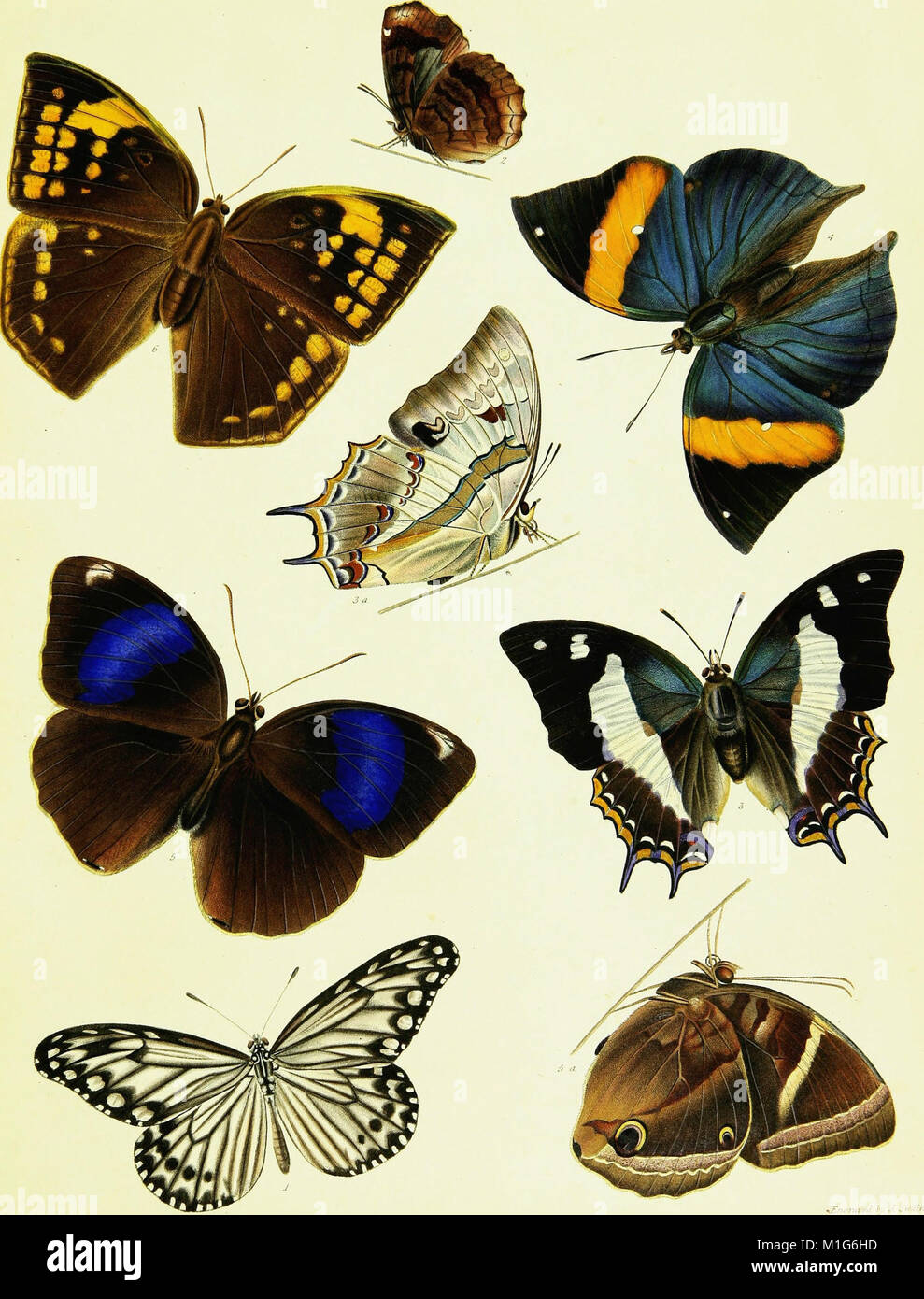 New lepidopterous insects hi-res stock photography and images - Alamy