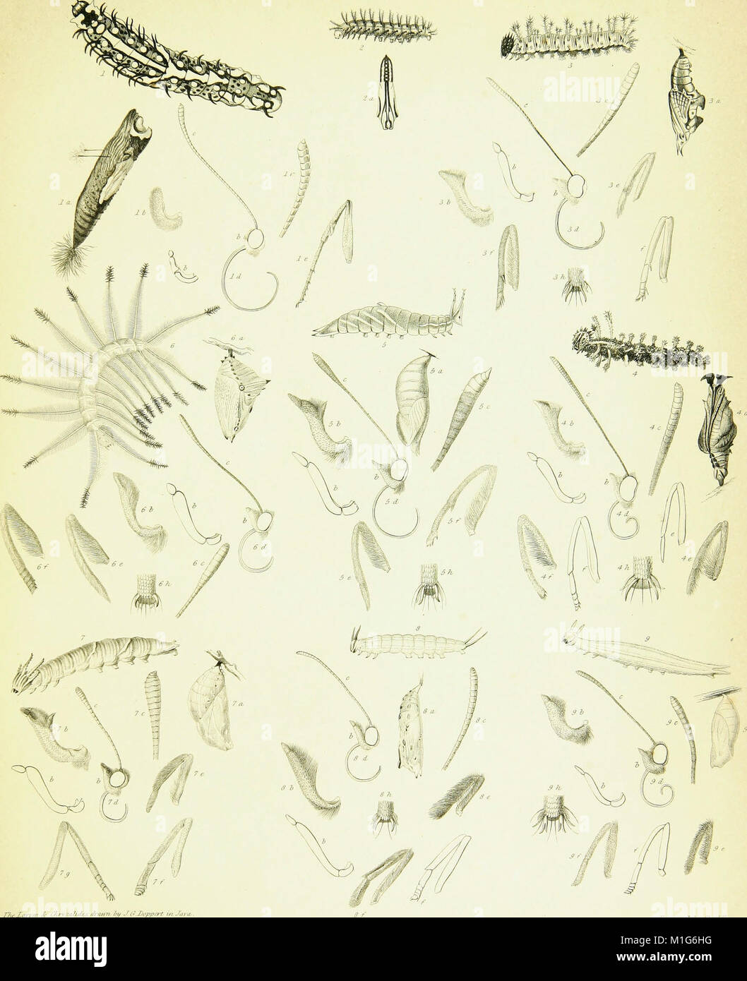 An 1837 catalog describing the lepidopterous insects in the East India ...