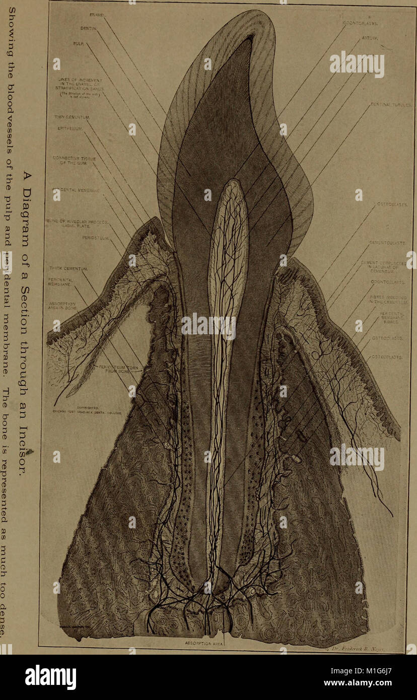 Histology and embryology hi-res stock photography and images - Alamy