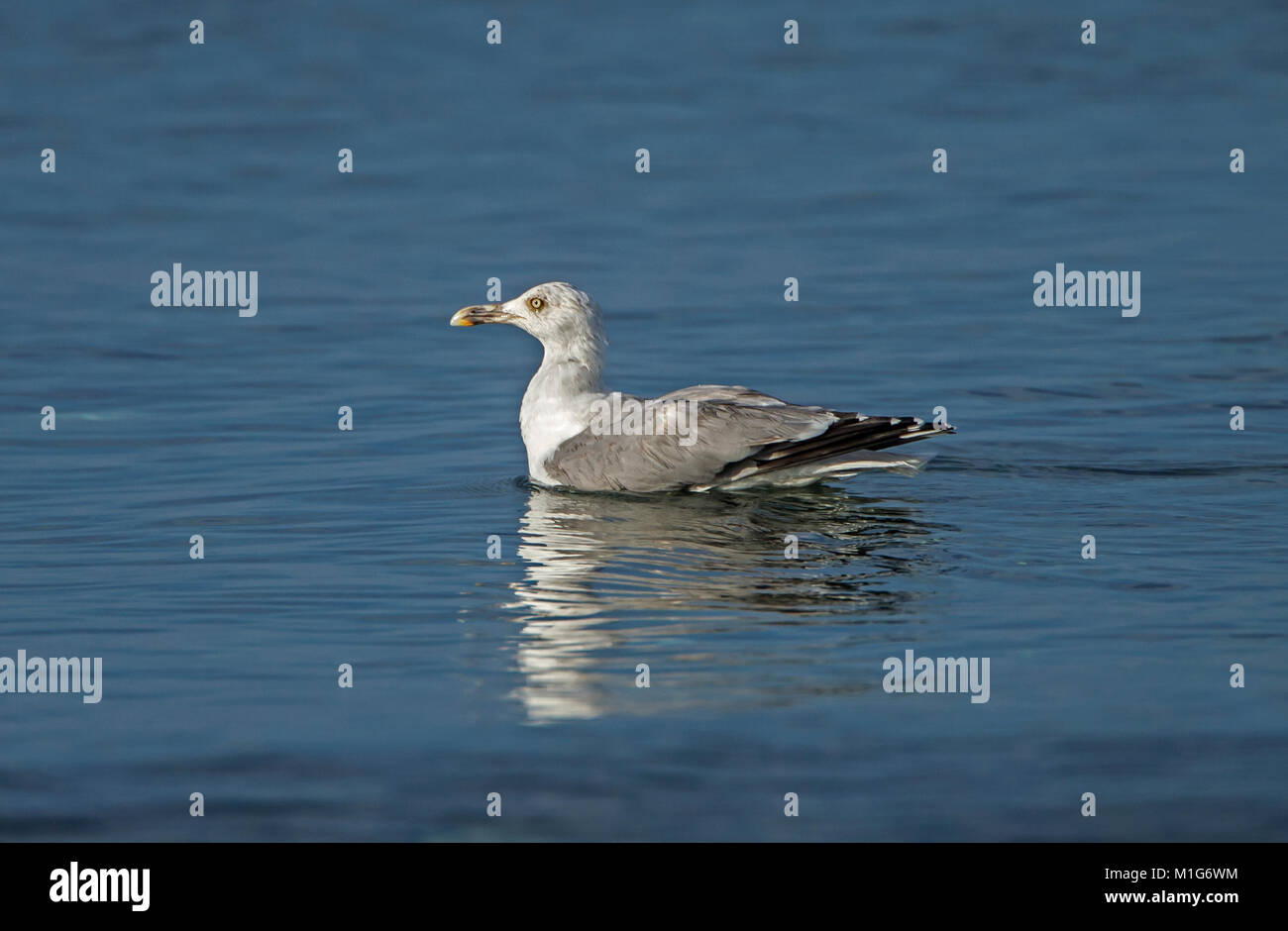 Yellow legged Gull 2nd winter Larus michahellis Stock Photo - Alamy