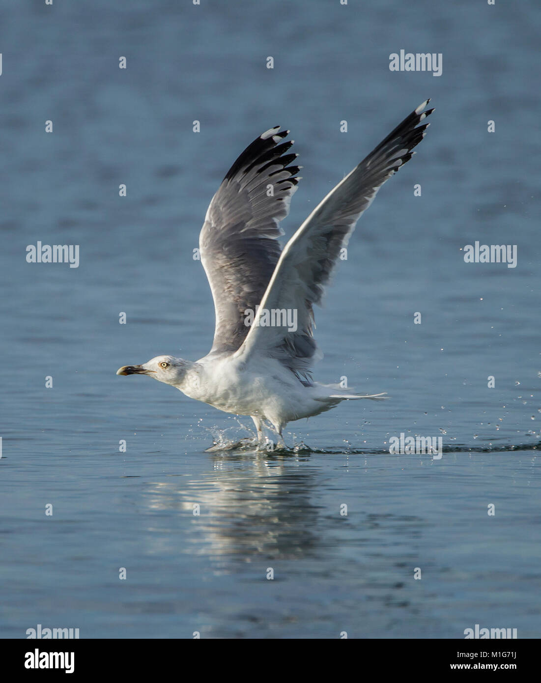 2nd winter mediterranean gull hi-res stock photography and images - Alamy