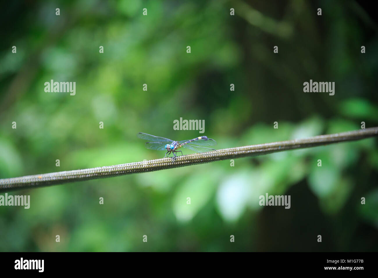 Dragon lfy sitting on rope Stock Photo - Alamy