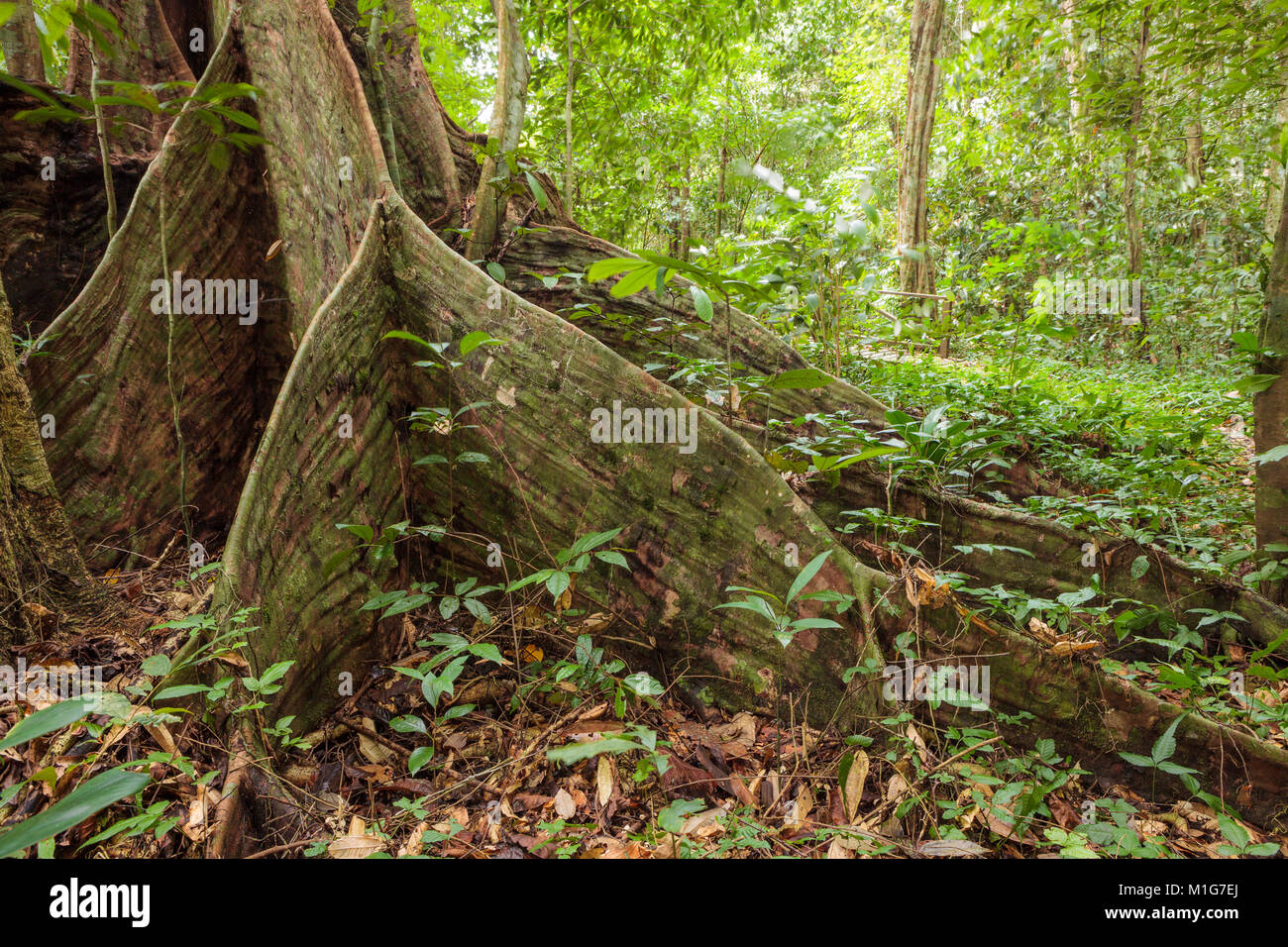 Buttress tree roots in rainforest Stock Photo - Alamy