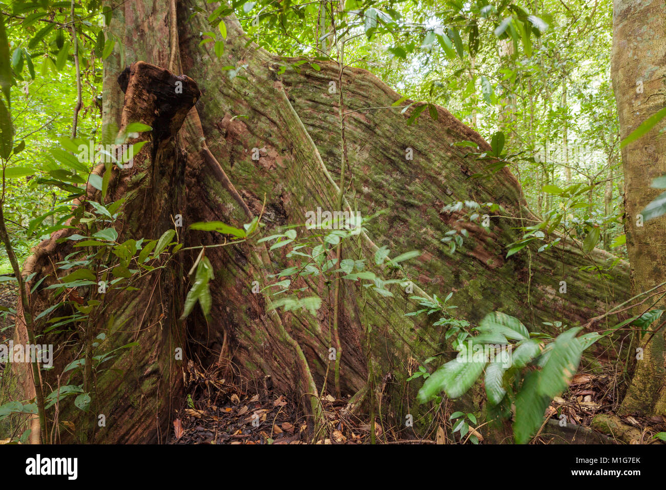Buttress tree roots in rainforest Stock Photo - Alamy