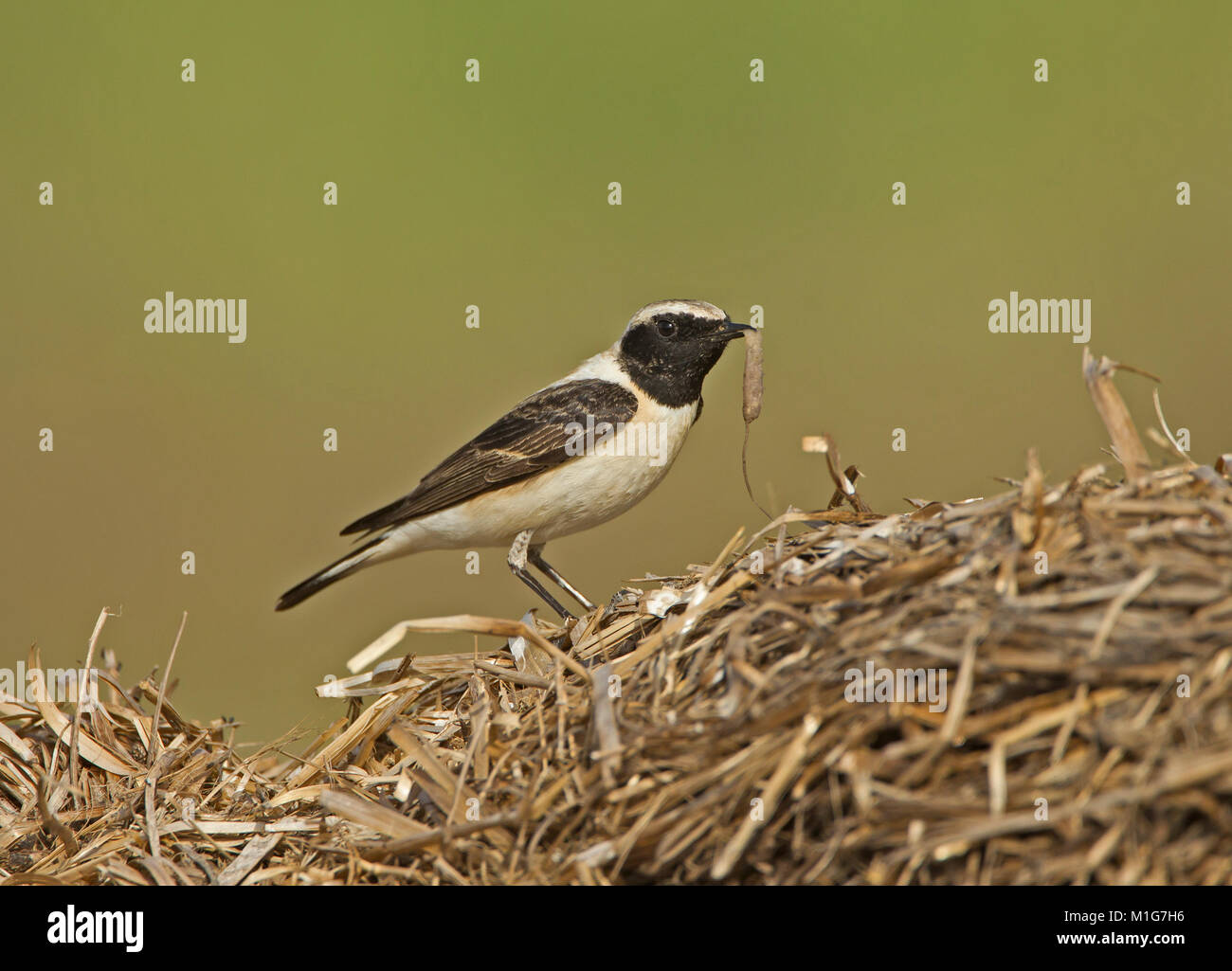 Black eared Wheatear Oenanthe melanoleuca cyprus spring Stock Photo - Alamy