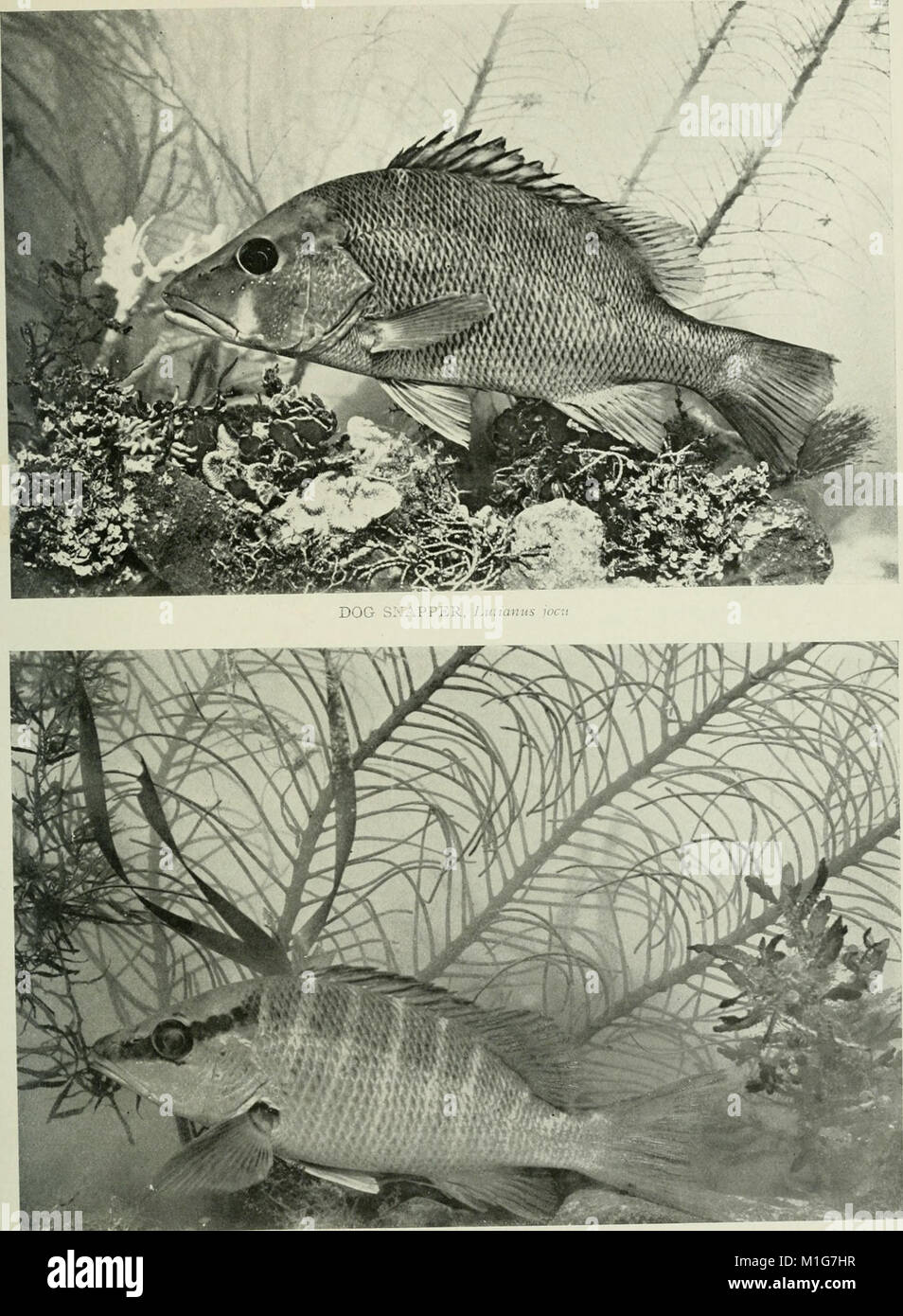 This 1902 publication provides a comprehensive overview of food and ...