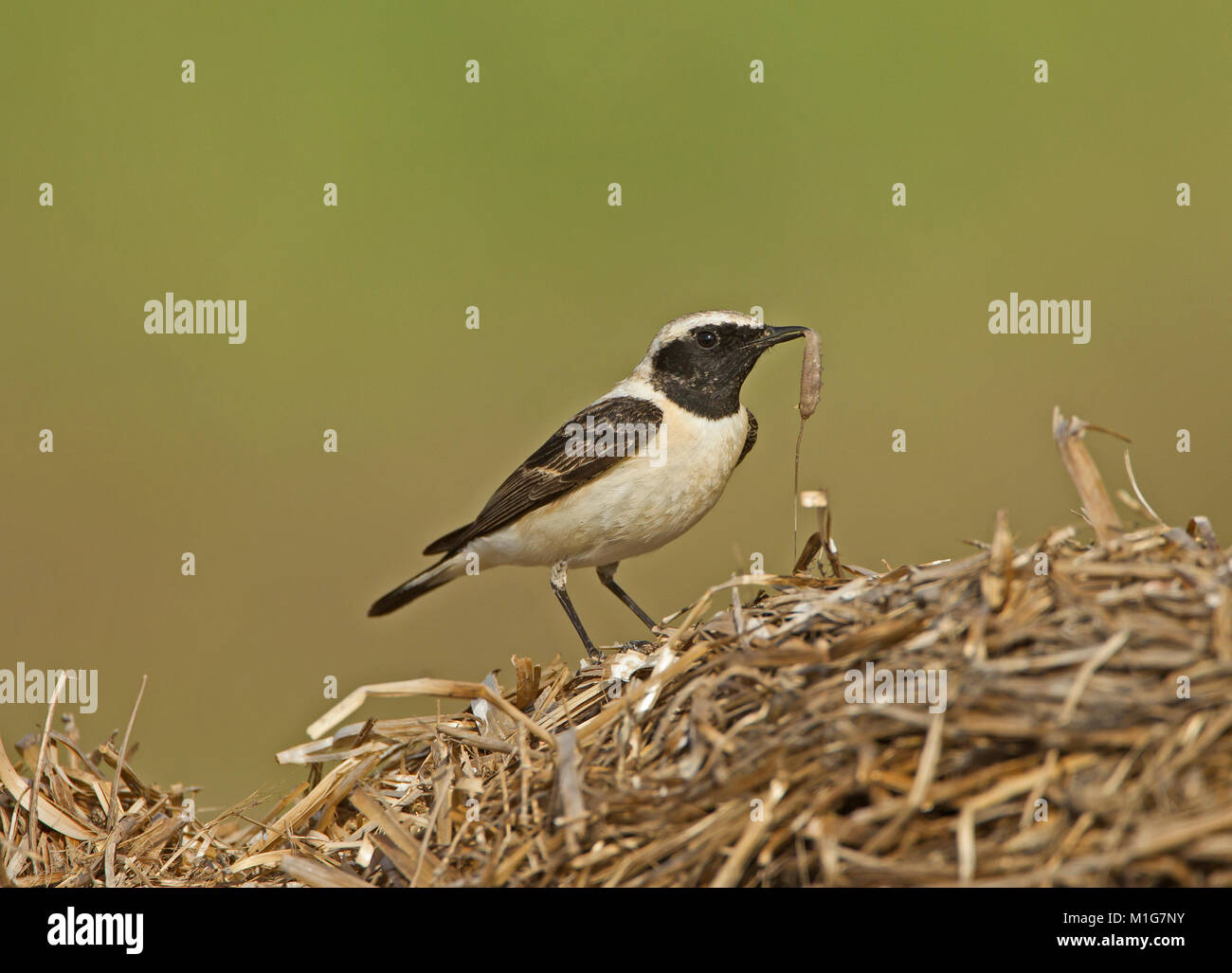 Black eared Wheatear Oenanthe melanoleuca cyprus spring Stock Photo - Alamy