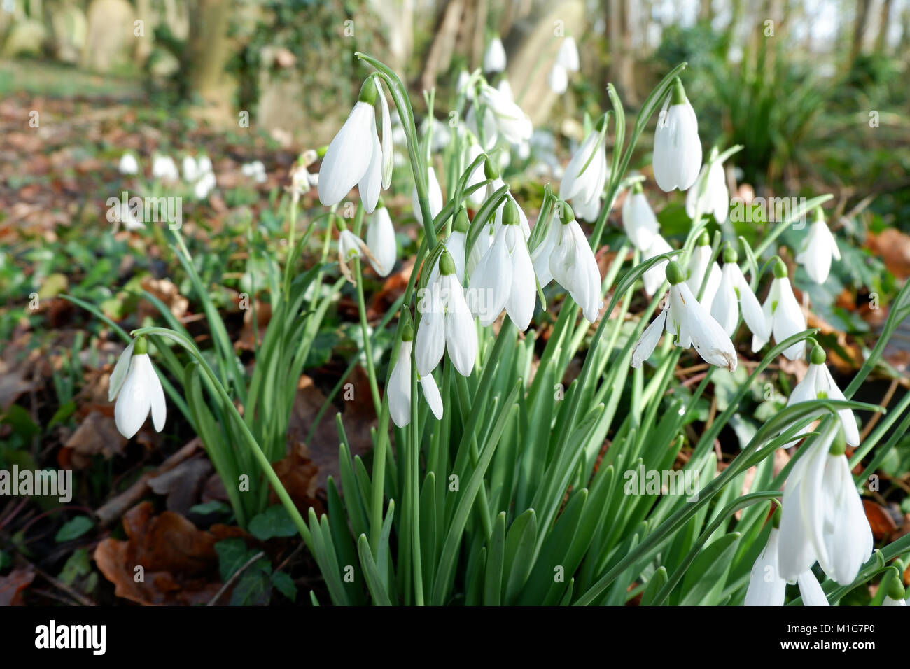 Snowdrops cemetery hi-res stock photography and images - Alamy