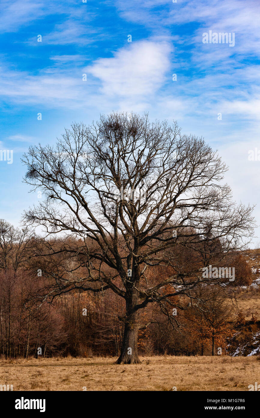 century old oak tree during the winter Stock Photo - Alamy