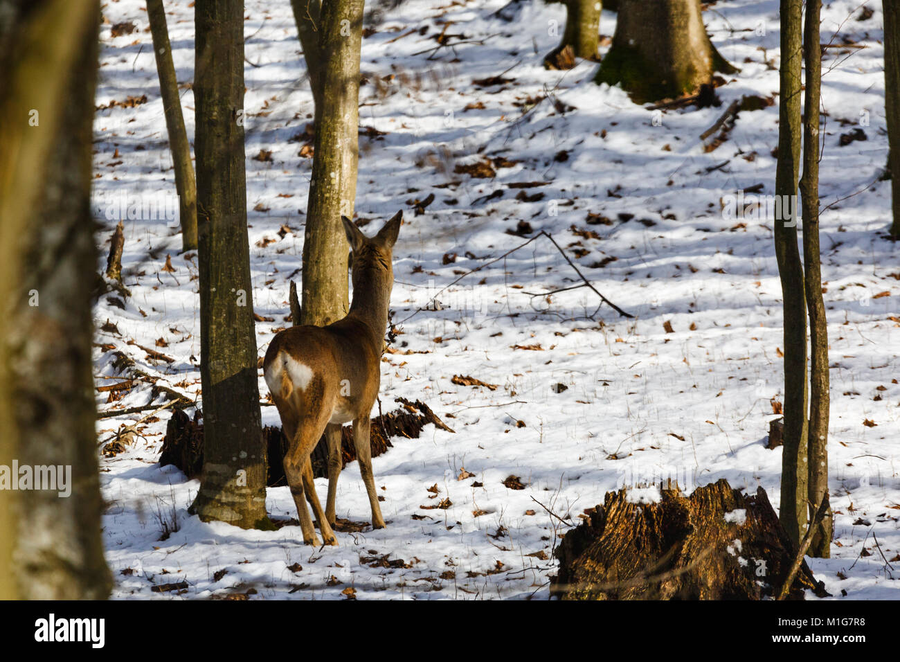 Hiding in the woods hi-res stock photography and images - Alamy