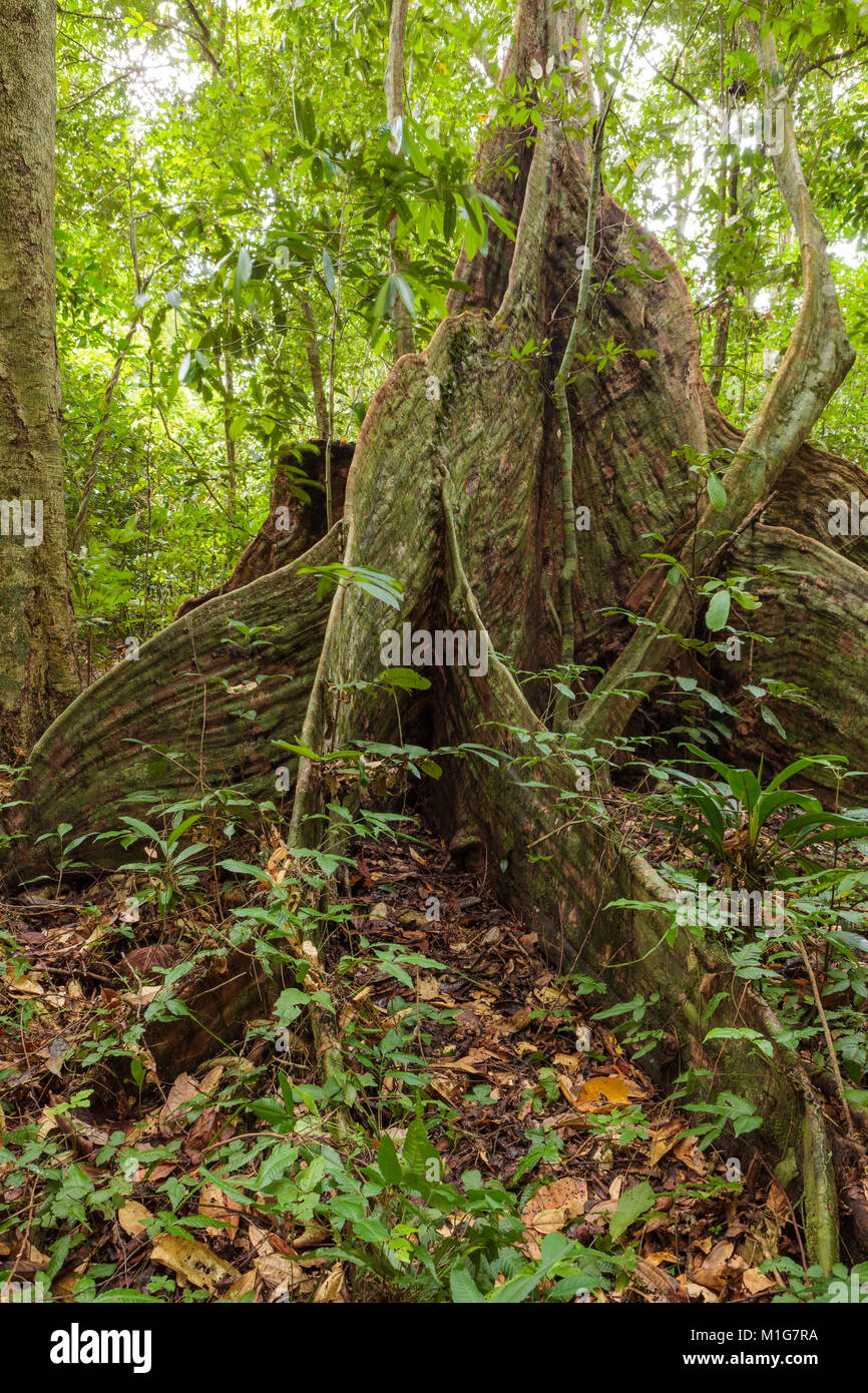 Buttress tree roots in rainforest Stock Photo - Alamy