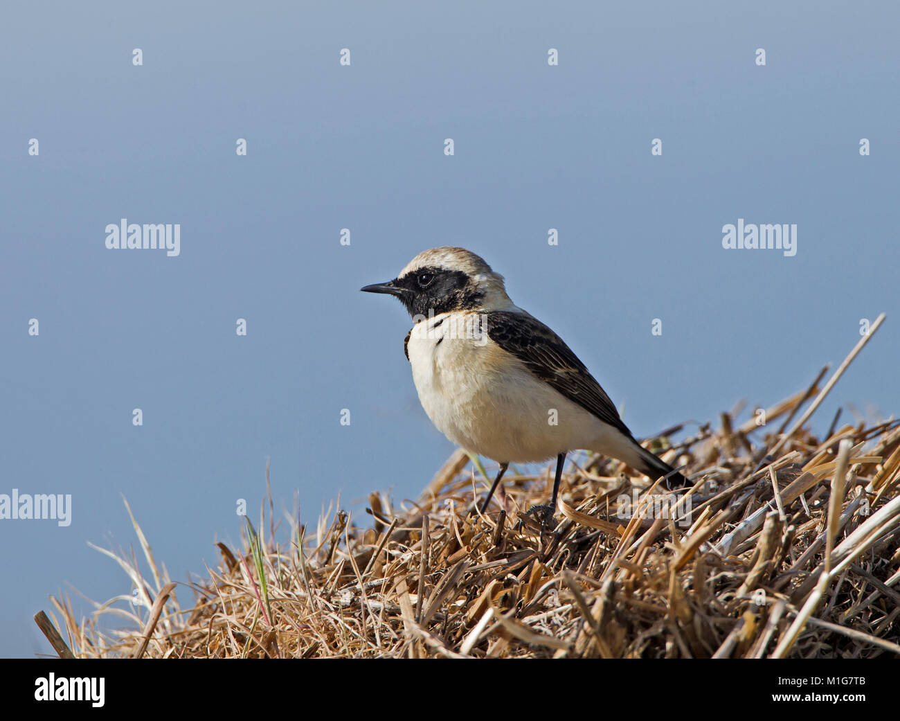 Black eared Wheatear Oenanthe melanoleuca cyprus spring Stock Photo - Alamy