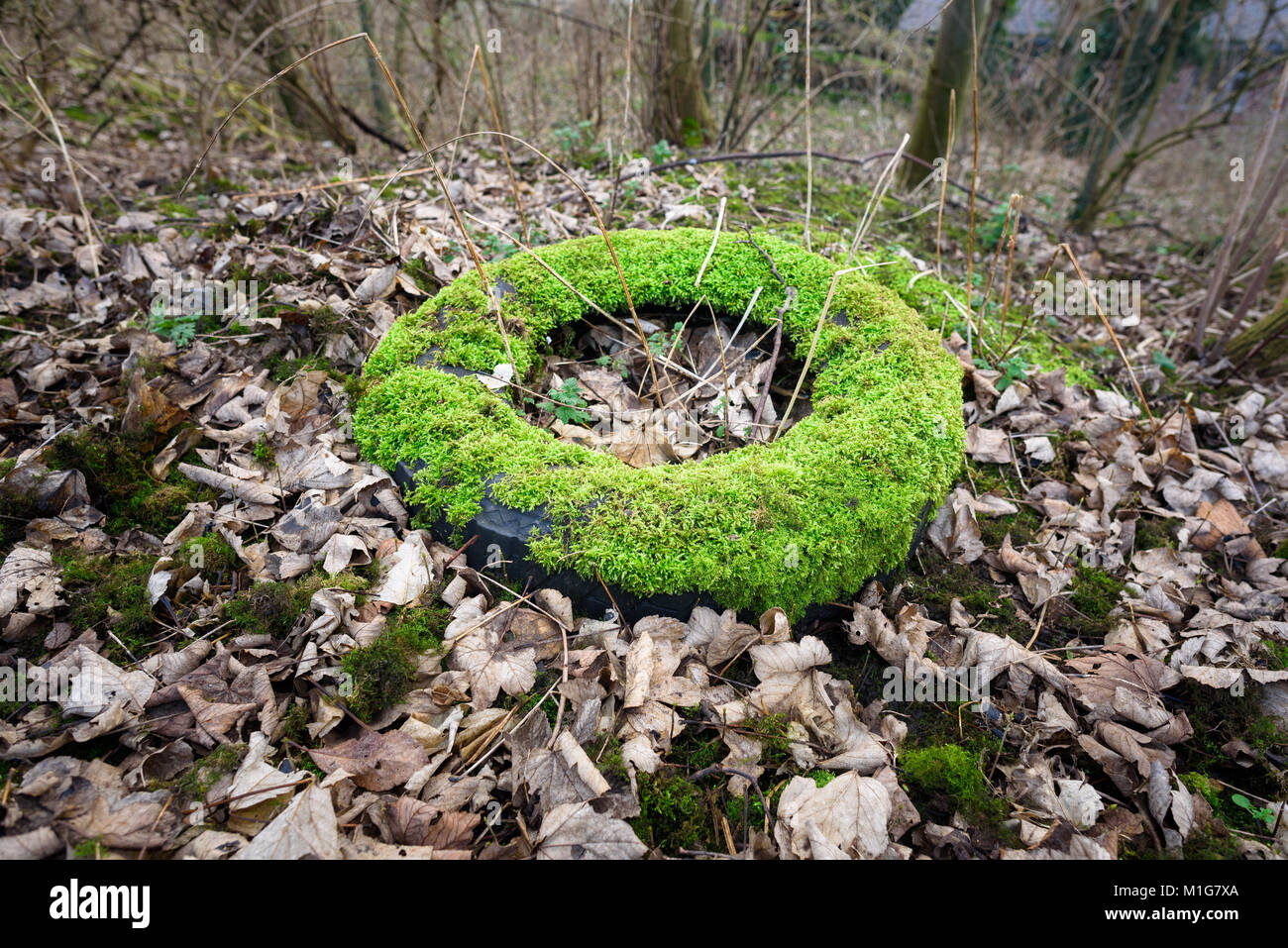 An old discarded tyre reclaimed by moss in undergrowth Stock Photo - Alamy
