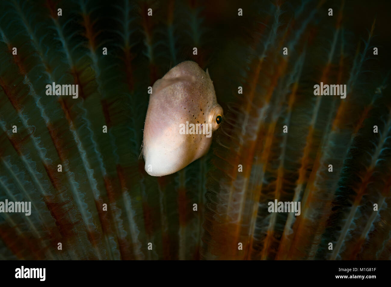 A shy juvenile filefish on the Anilao House reef, Anilao, Philippines ...