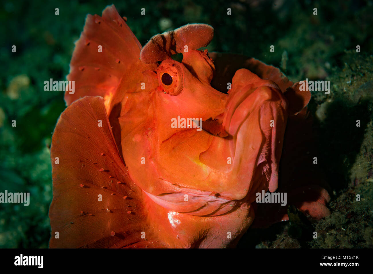 Paddle flap Scorpionfish (Rhinopias eschmeyeri) on the Red Rock dive ...