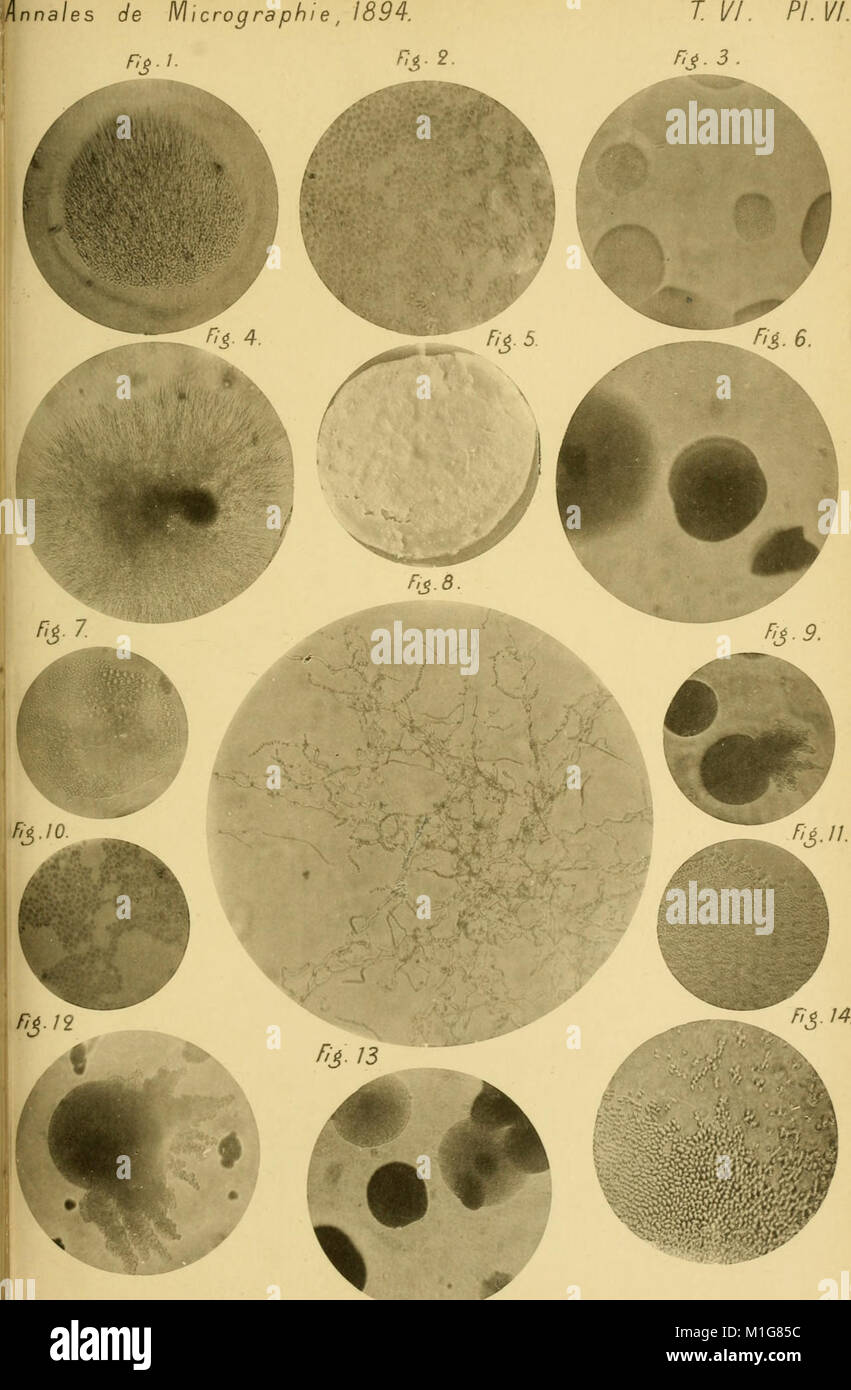 Annales de micrographie (1894) (18204991725 Stock Photo - Alamy