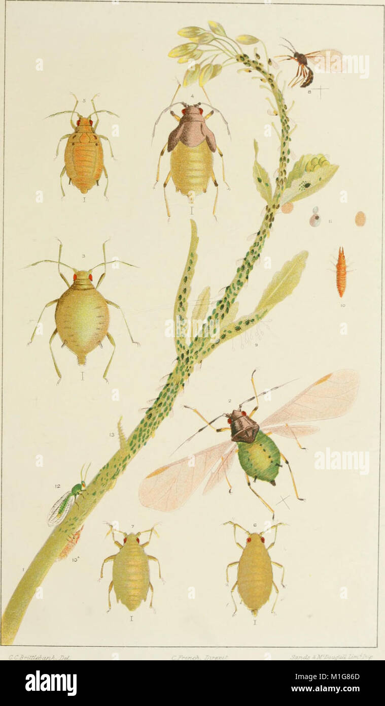 This handbook provides detailed information about harmful insects in ...