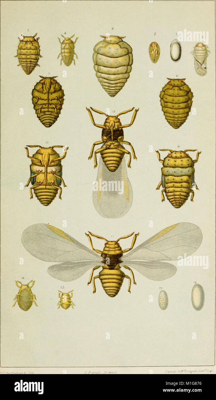 A handbook of the destructive insects of Victoria, with notes on the ...