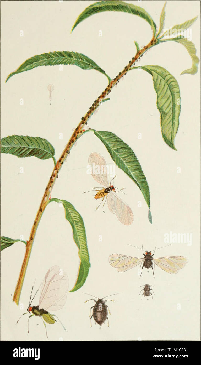 A handbook of the destructive insects of Victoria, with notes on the ...