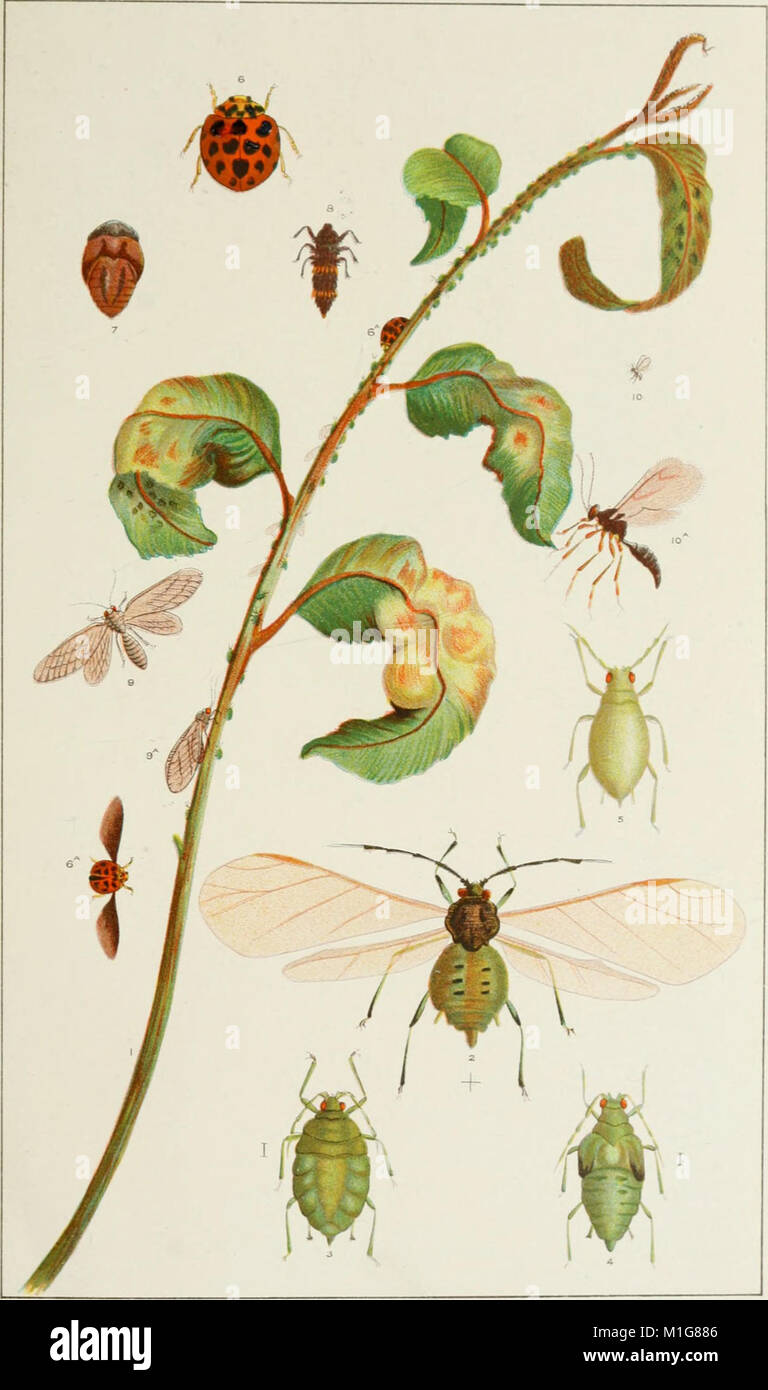 Pest identification guide hi-res stock photography and images - Alamy