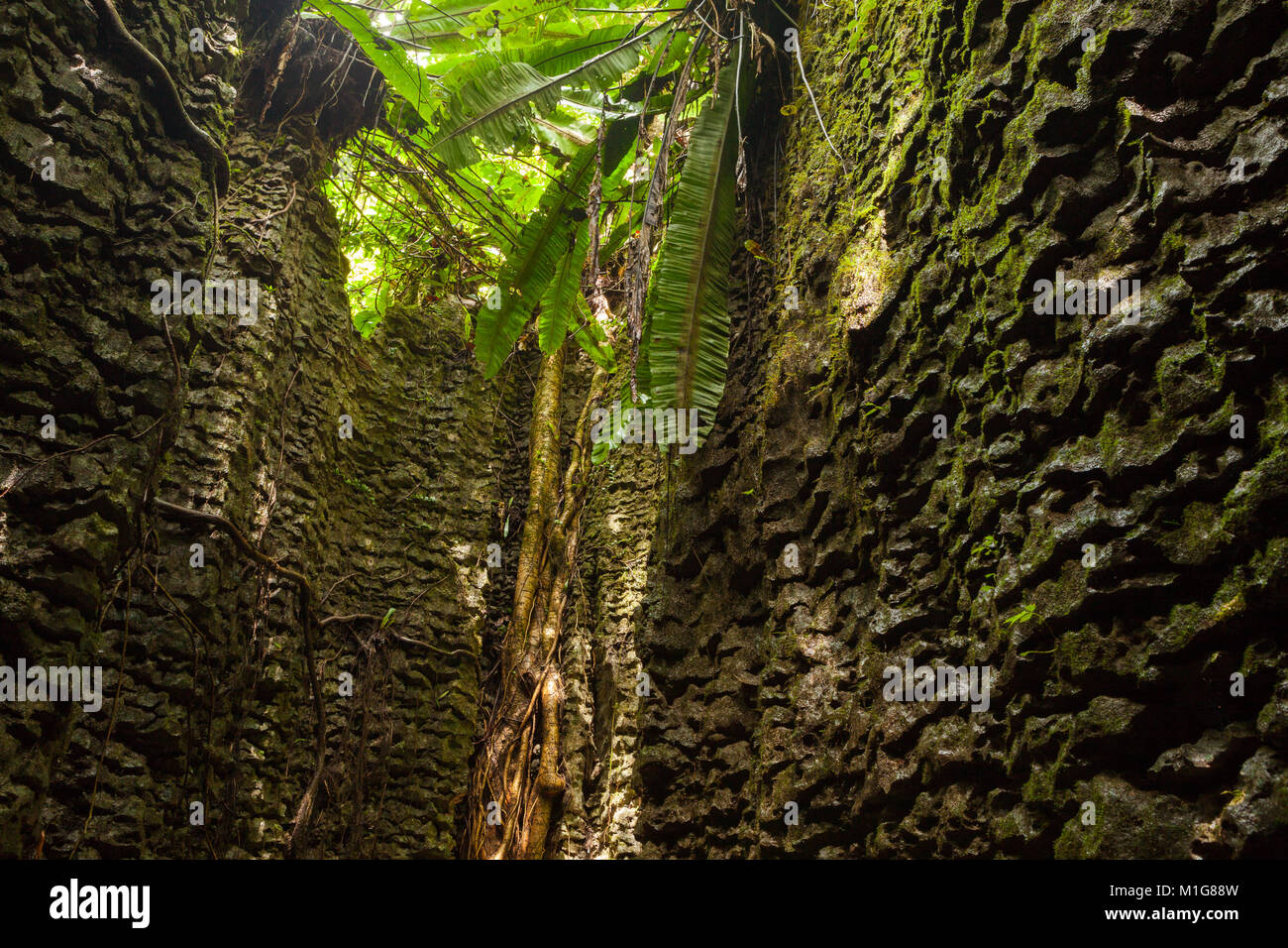 Tree roots on natural stone wall Stock Photo - Alamy