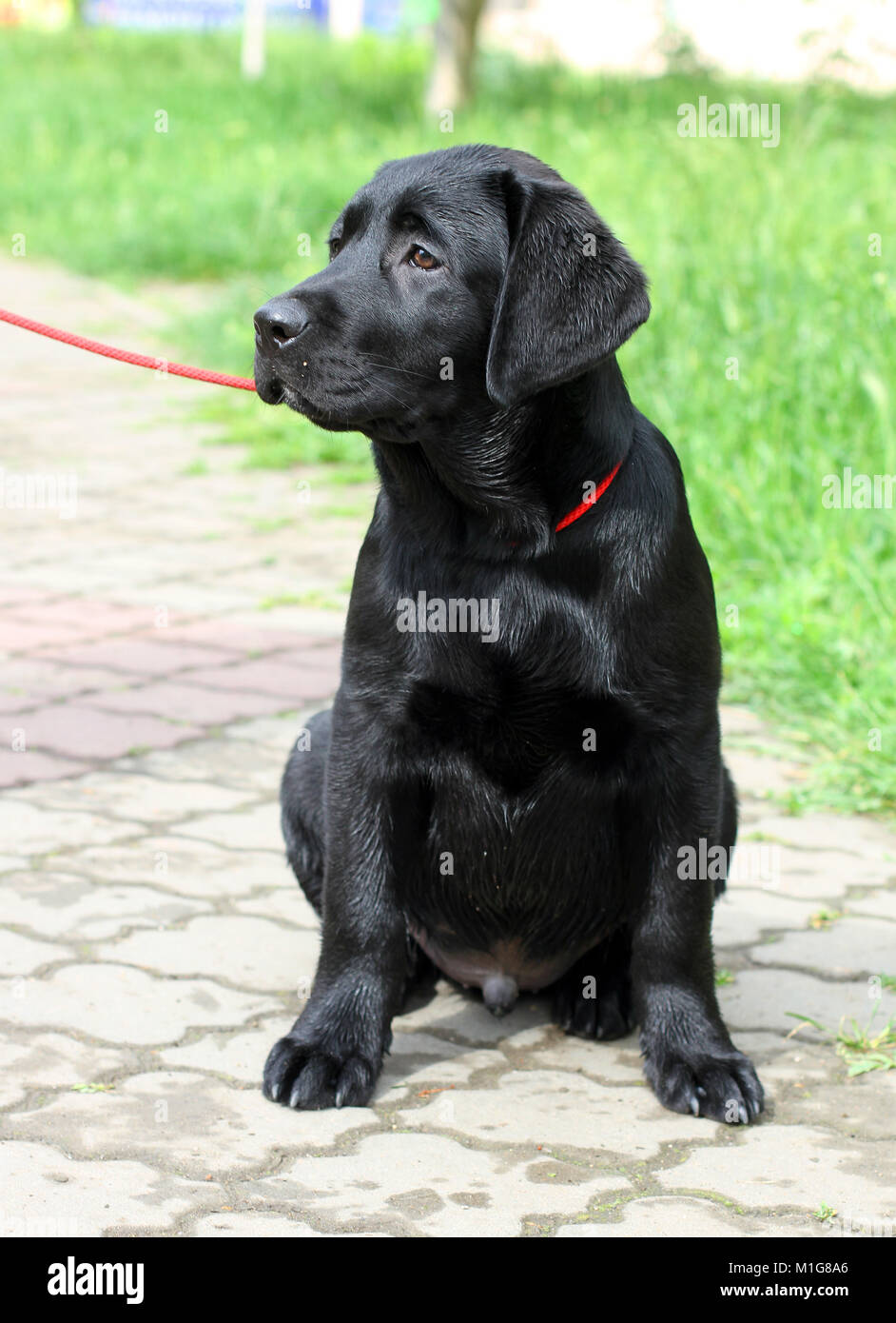 the little black labrador puppy in the park in summer Stock Photo - Alamy