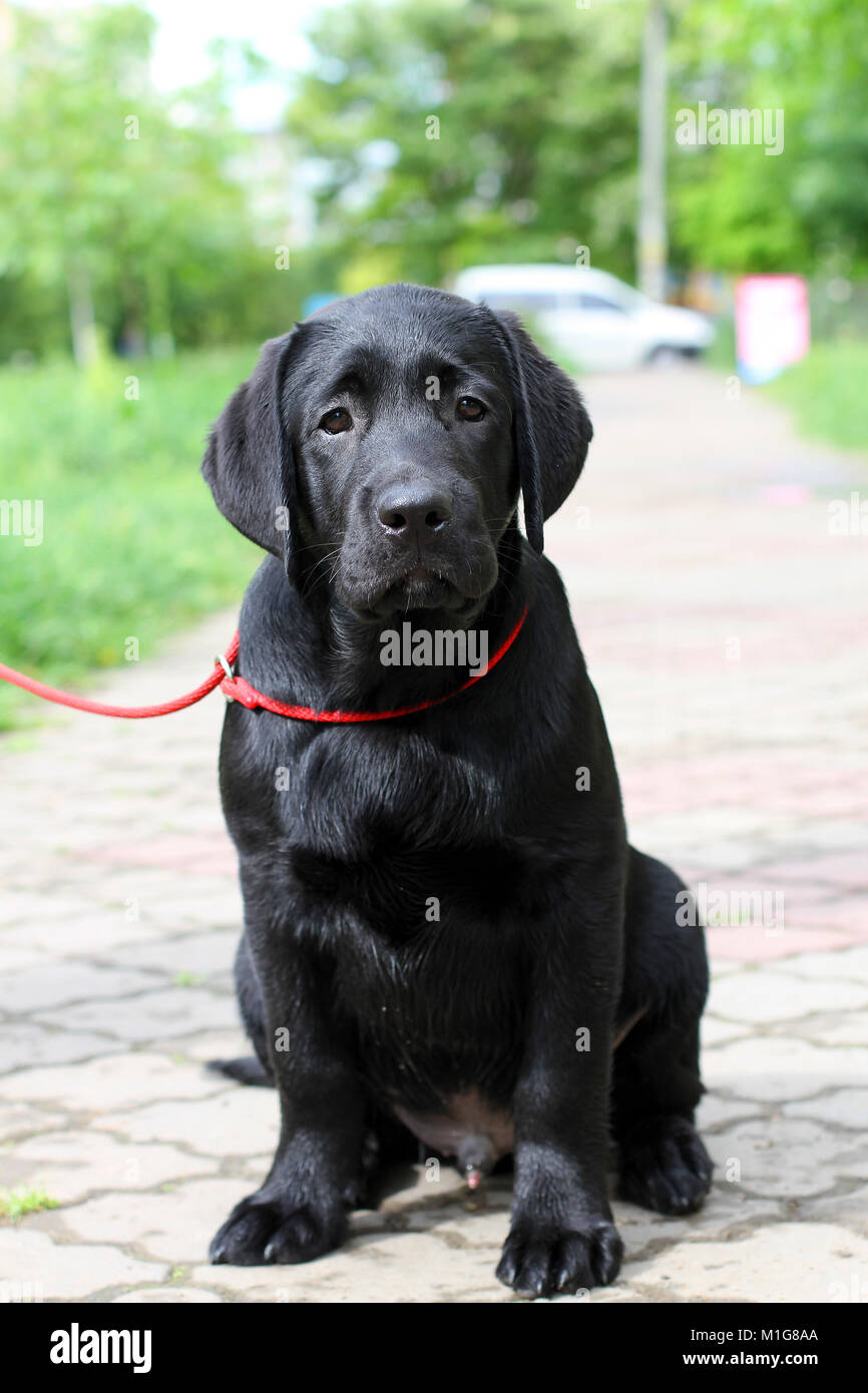 little black labrador puppy in the park in summer Stock Photo - Alamy