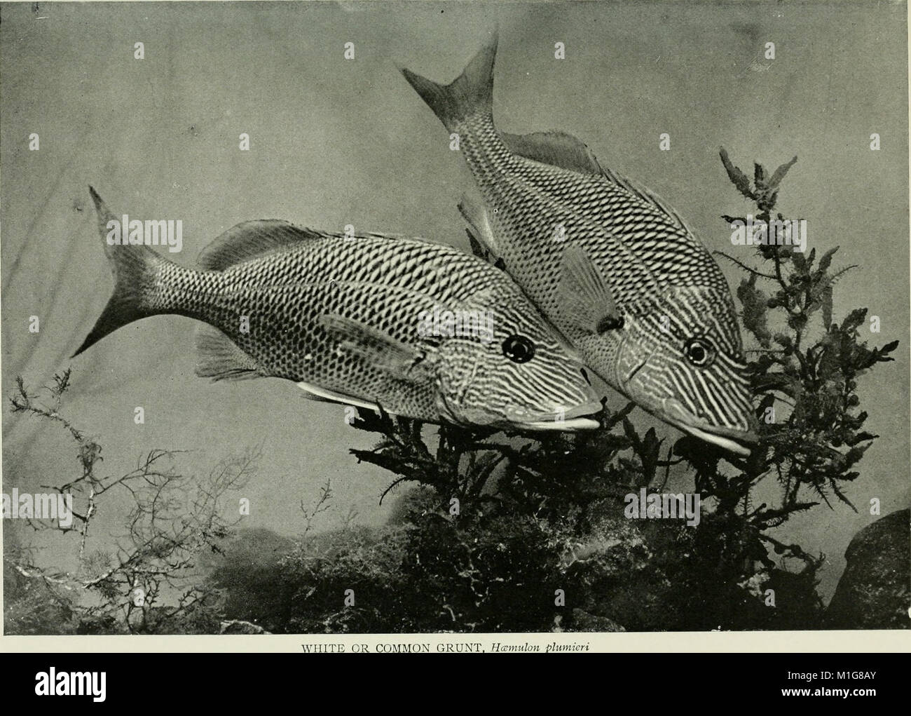 *American Food and Game Fishes* (1902) is a comprehensive guide to fish ...