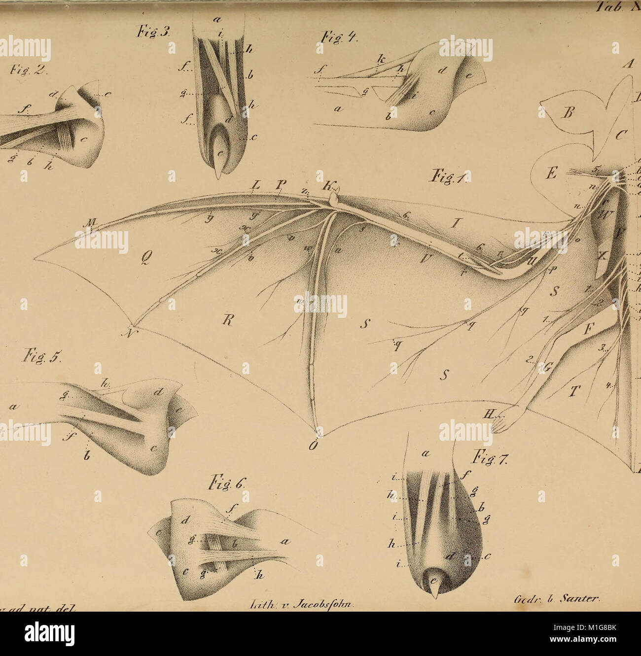 Anatomische Abhandlungen (1851) (17982970368 Stock Photo - Alamy