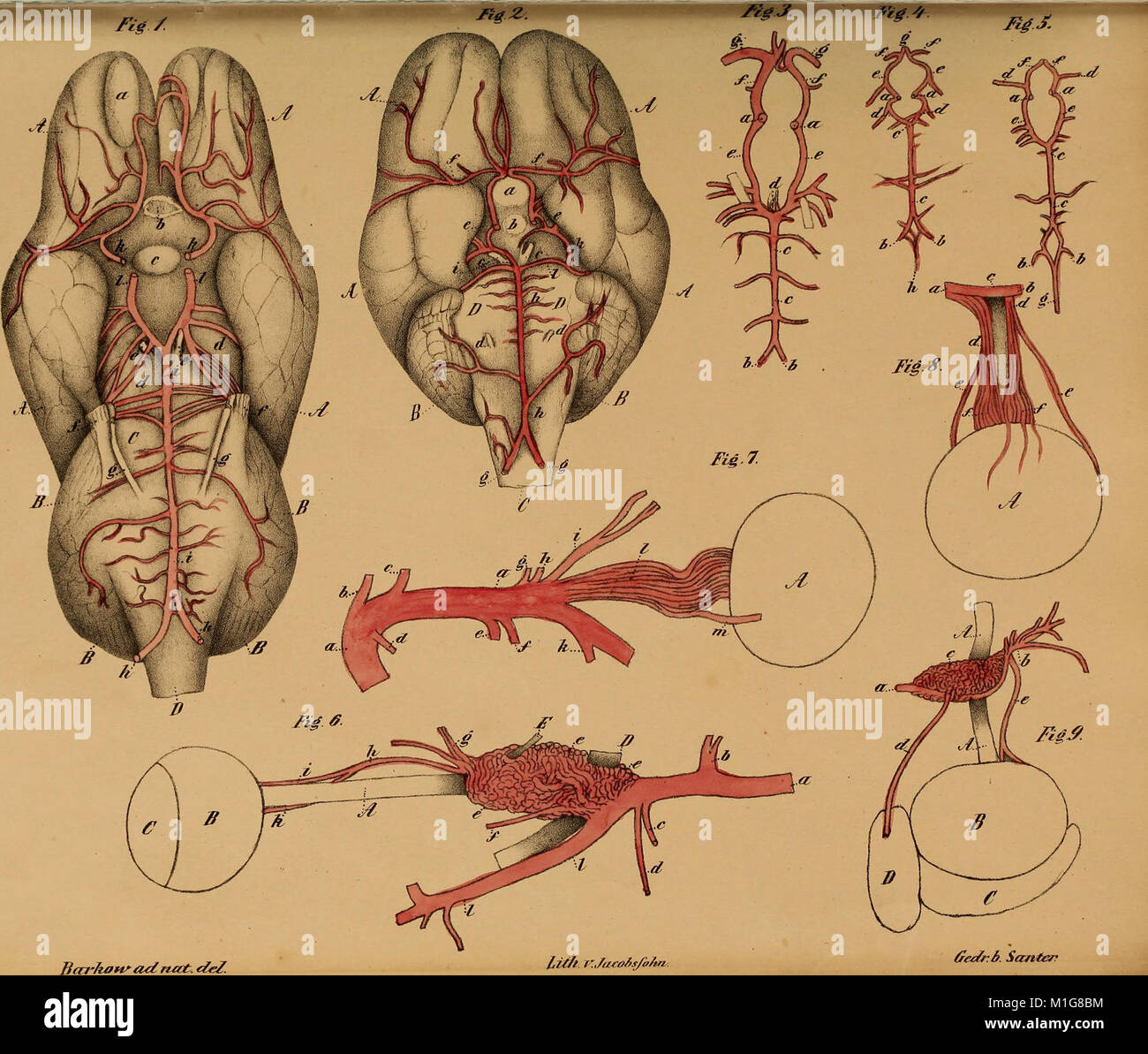 Anatomische Abhandlungen (1851) (18172002191 Stock Photo - Alamy