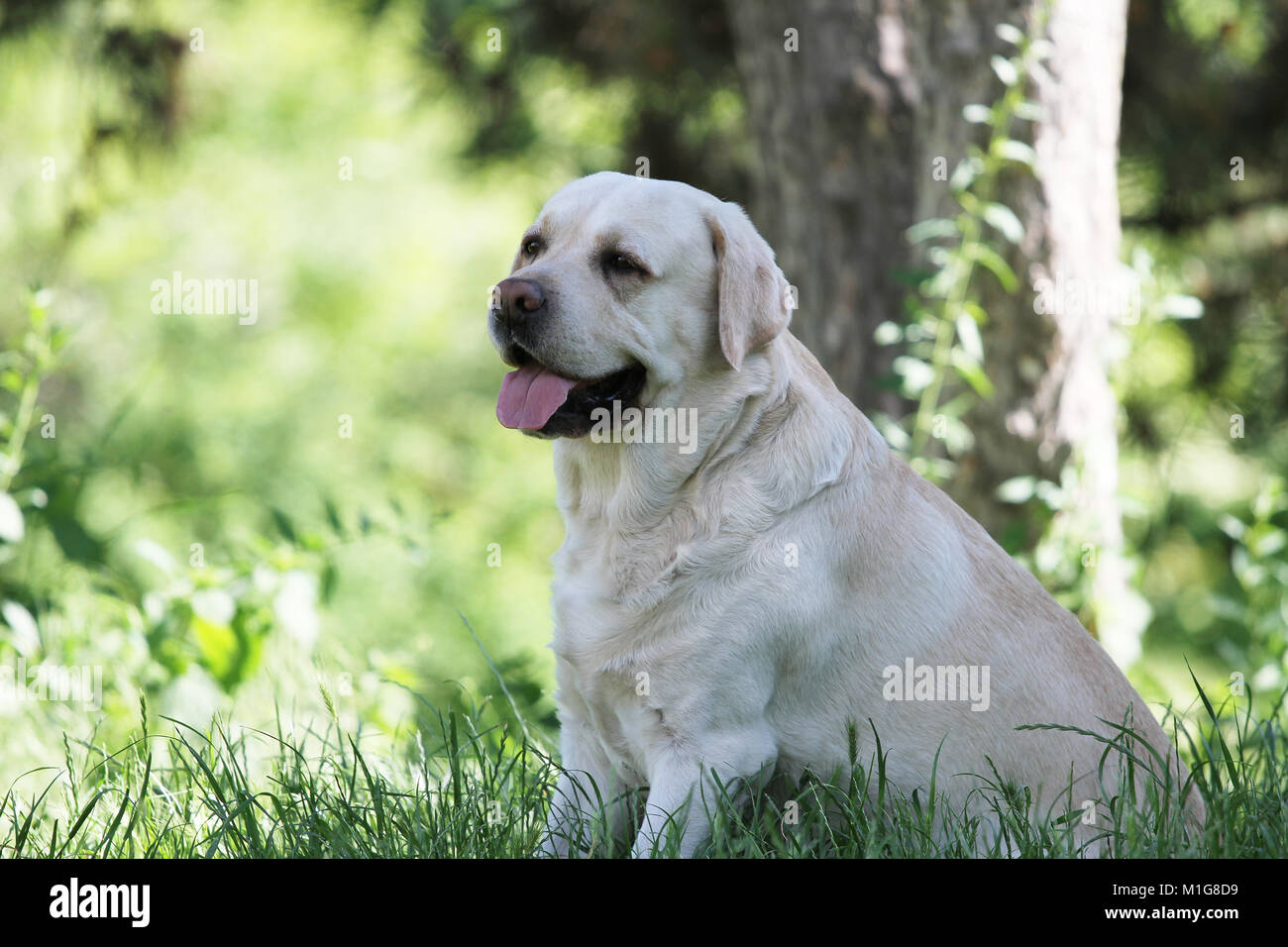a cute yellow labrador in the park in summer Stock Photo - Alamy