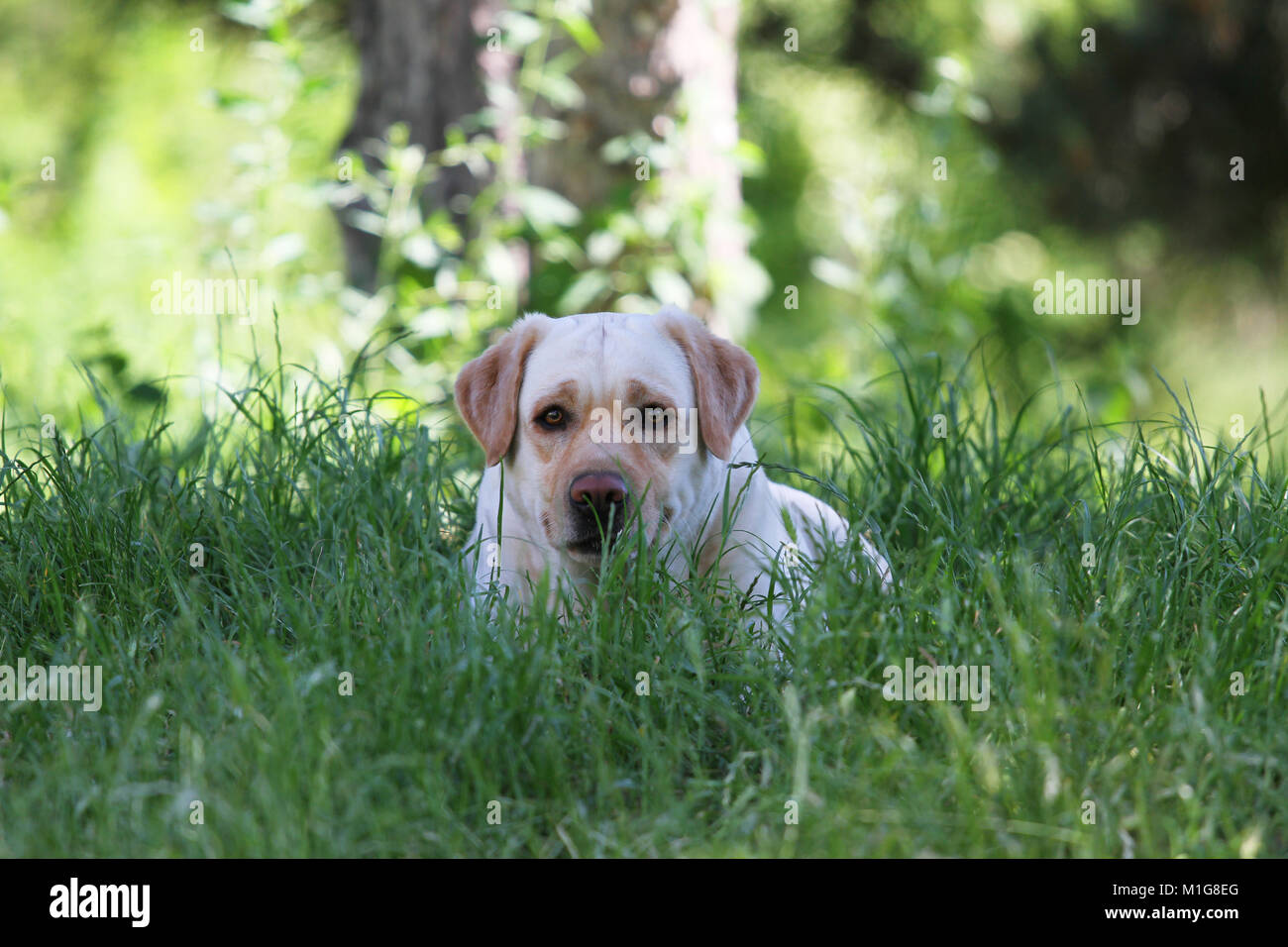 cute yellow labrador in the park in summer Stock Photo - Alamy