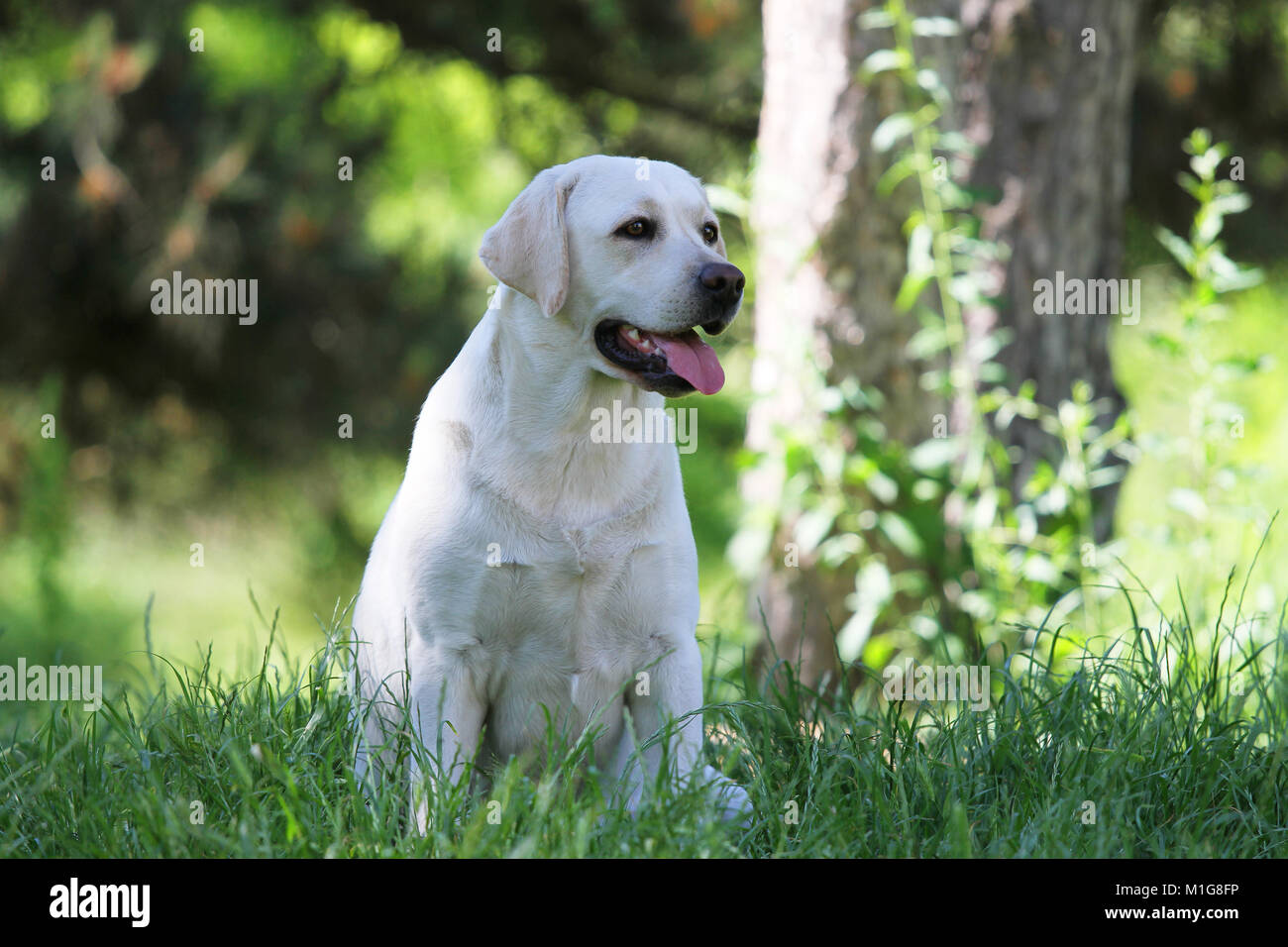 lovely cute yellow labrador in the park in summer Stock Photo - Alamy