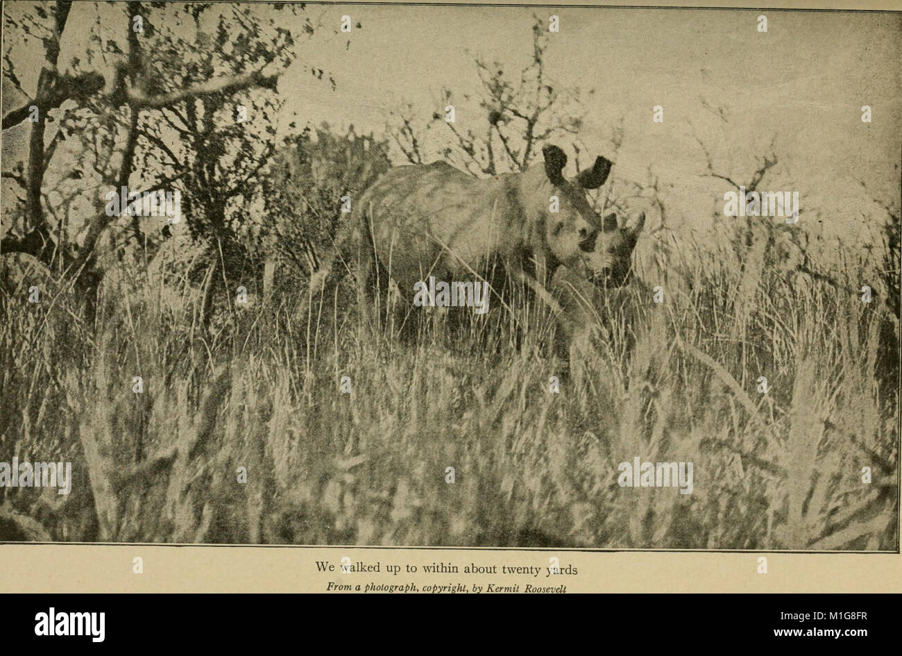 This 1910 work by Theodore Roosevelt explores his experiences hunting ...