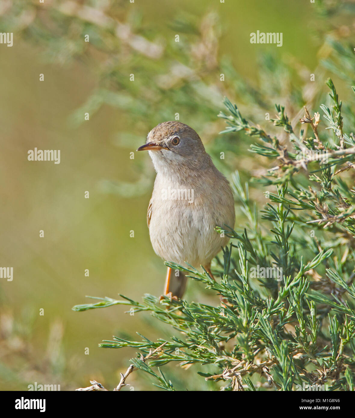 Female Spectacled Warbler Sylvia conspicillata cyprus spring Stock ...