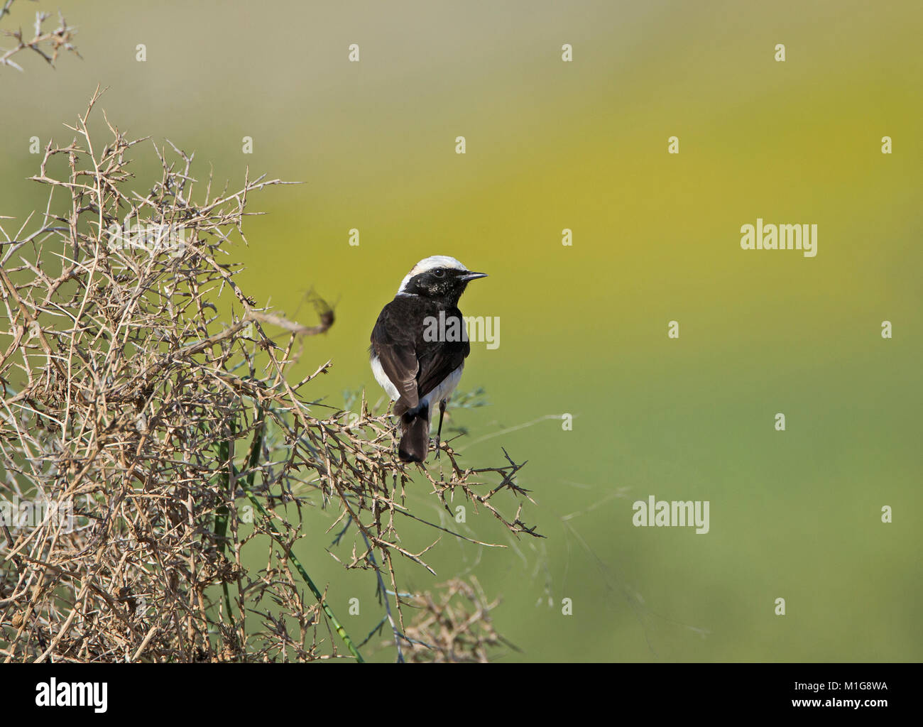 Endemic wheatear hi-res stock photography and images - Alamy