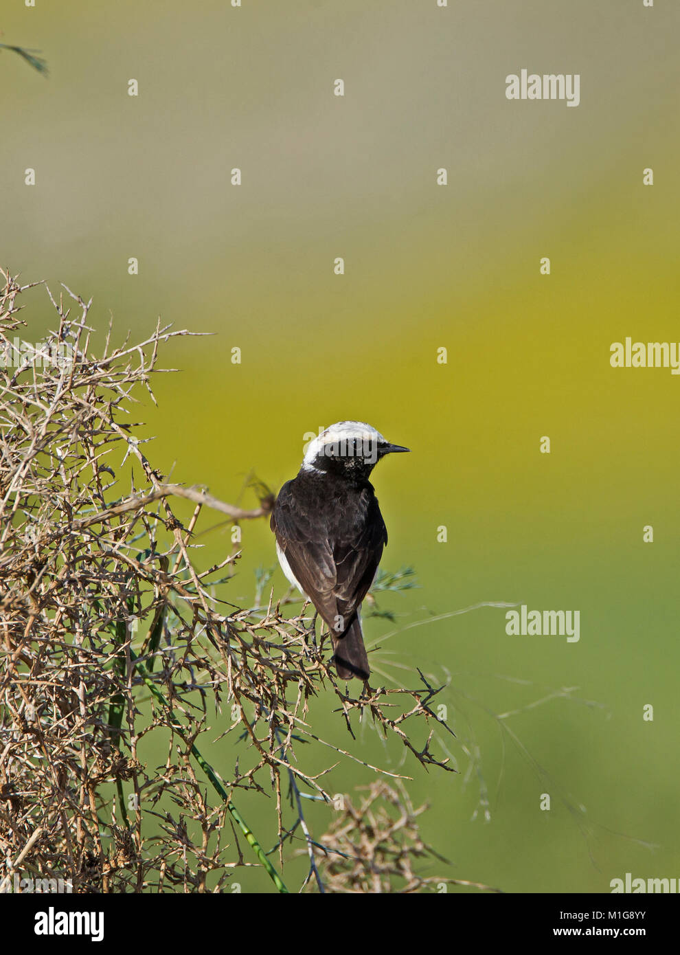 Cyprus Wheatear Oenanthe cypriaca perched Stock Photo - Alamy