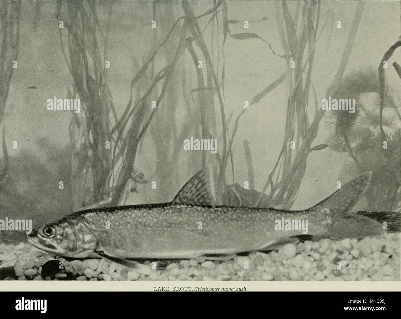 *American Food and Game Fishes* (1902) is a comprehensive guide to fish ...