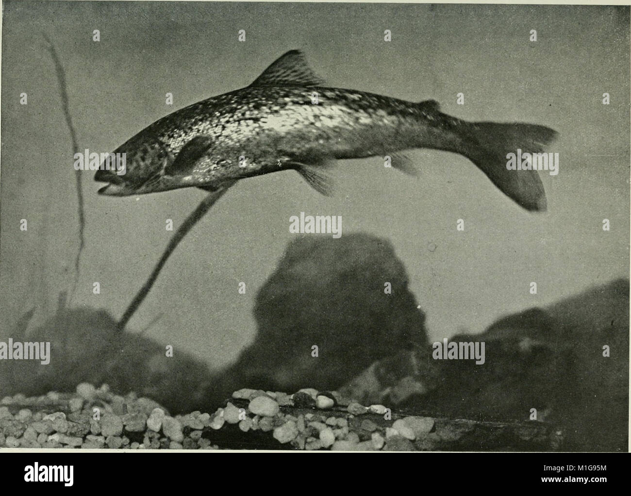 'American Food and Game Fishes' (1902) is a comprehensive guide to the ...