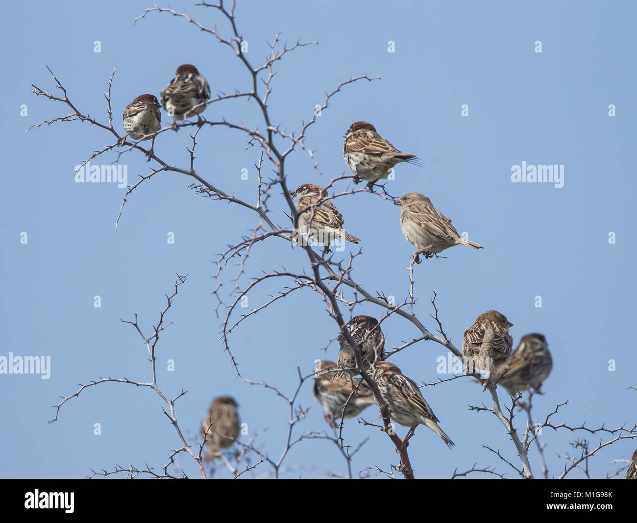 Spanish sparrow flock Passer hispaniolensis males and females perched ...