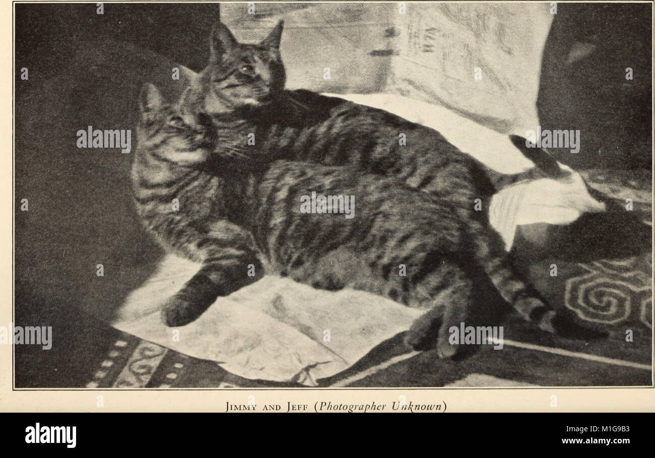 Alexander and some other cats (1929) (17950371071 Stock Photo - Alamy