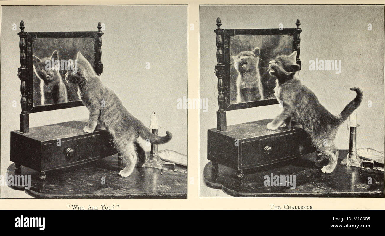 Alexander and some other cats (1929) (17763374159 Stock Photo - Alamy