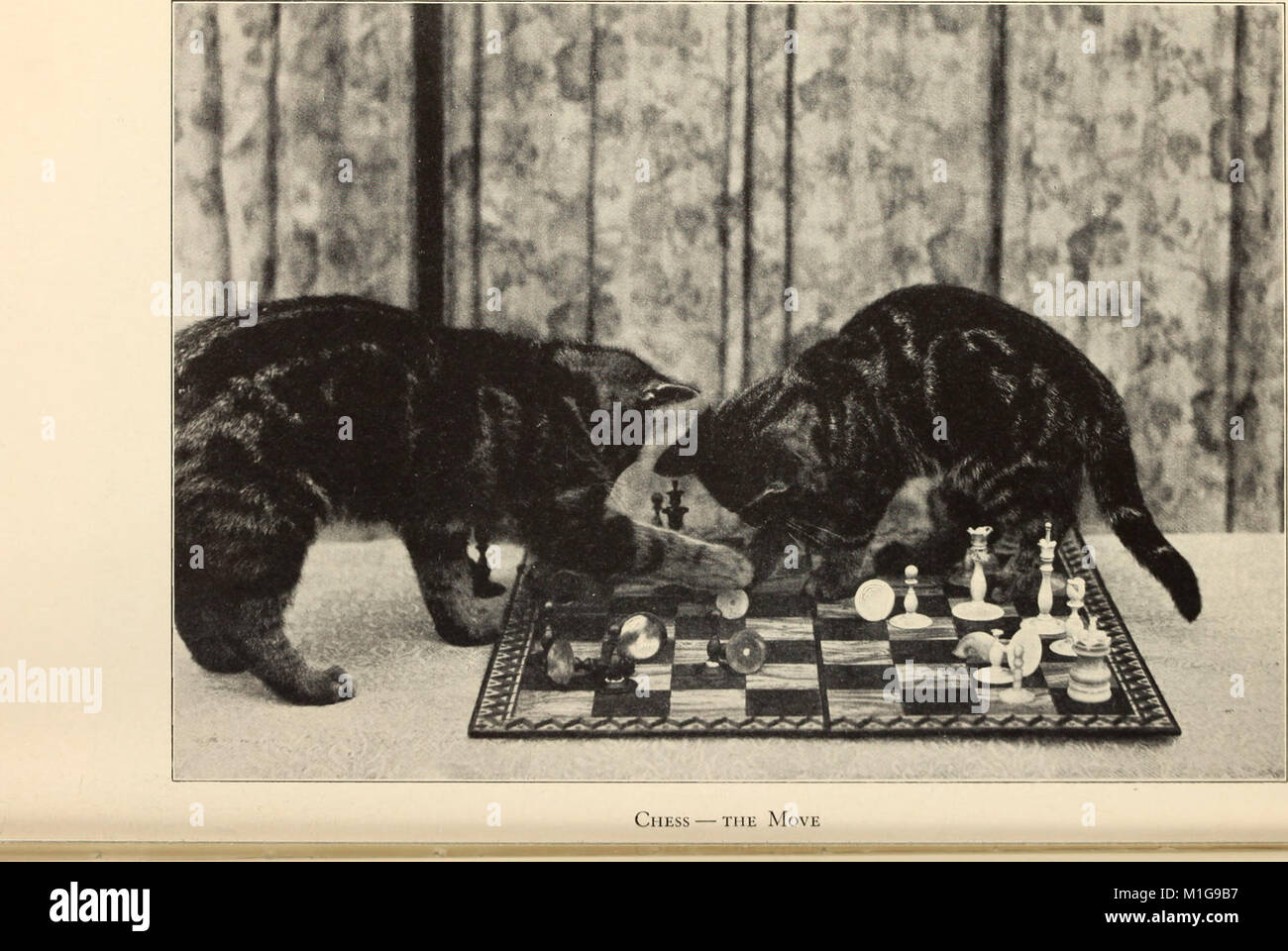 *Alexander and Some Other Cats* (1929) is a humorous and light-hearted ...