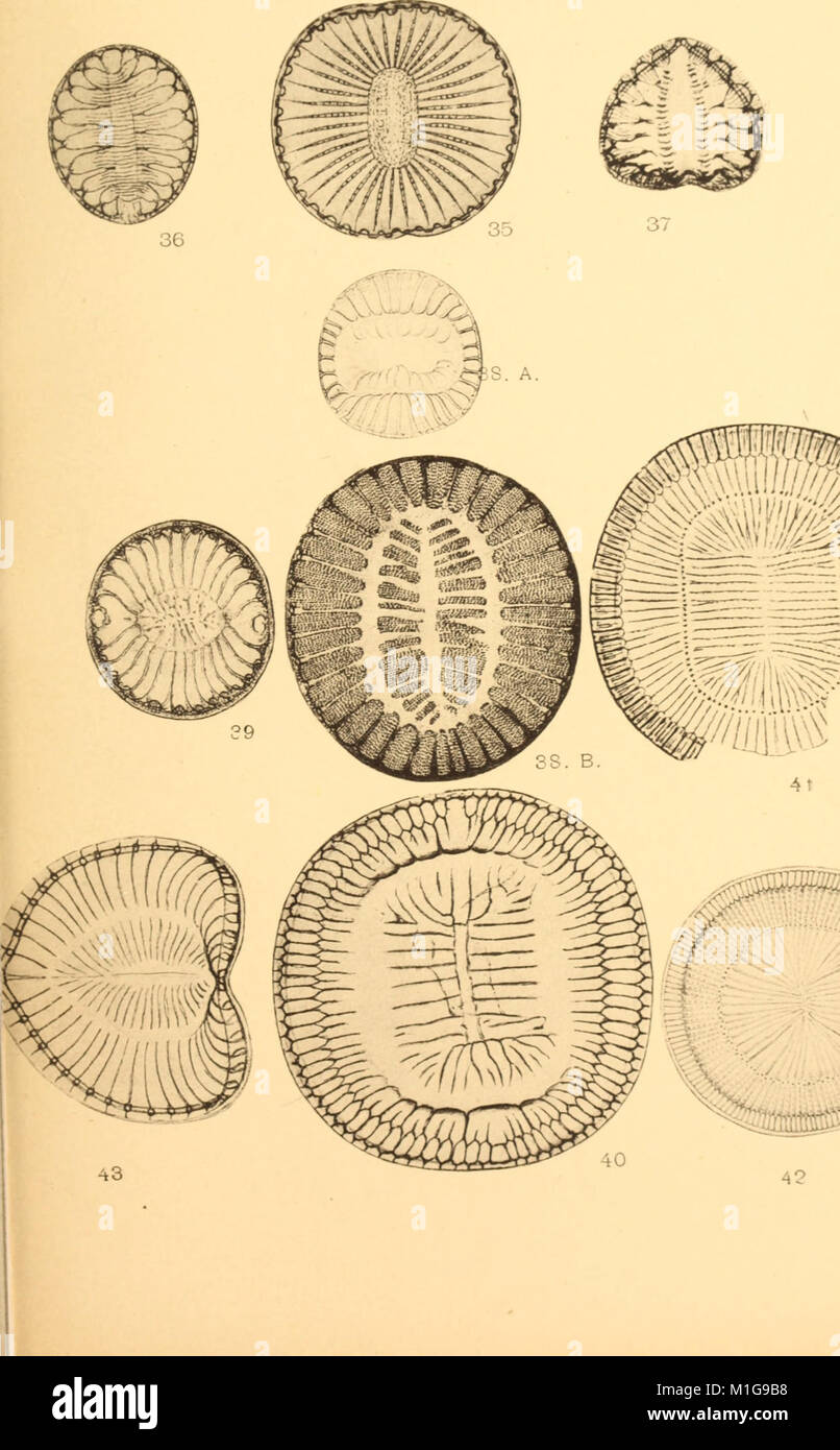 This 1891 analysis focuses on the diatomaceous genus Campylodiscus ...