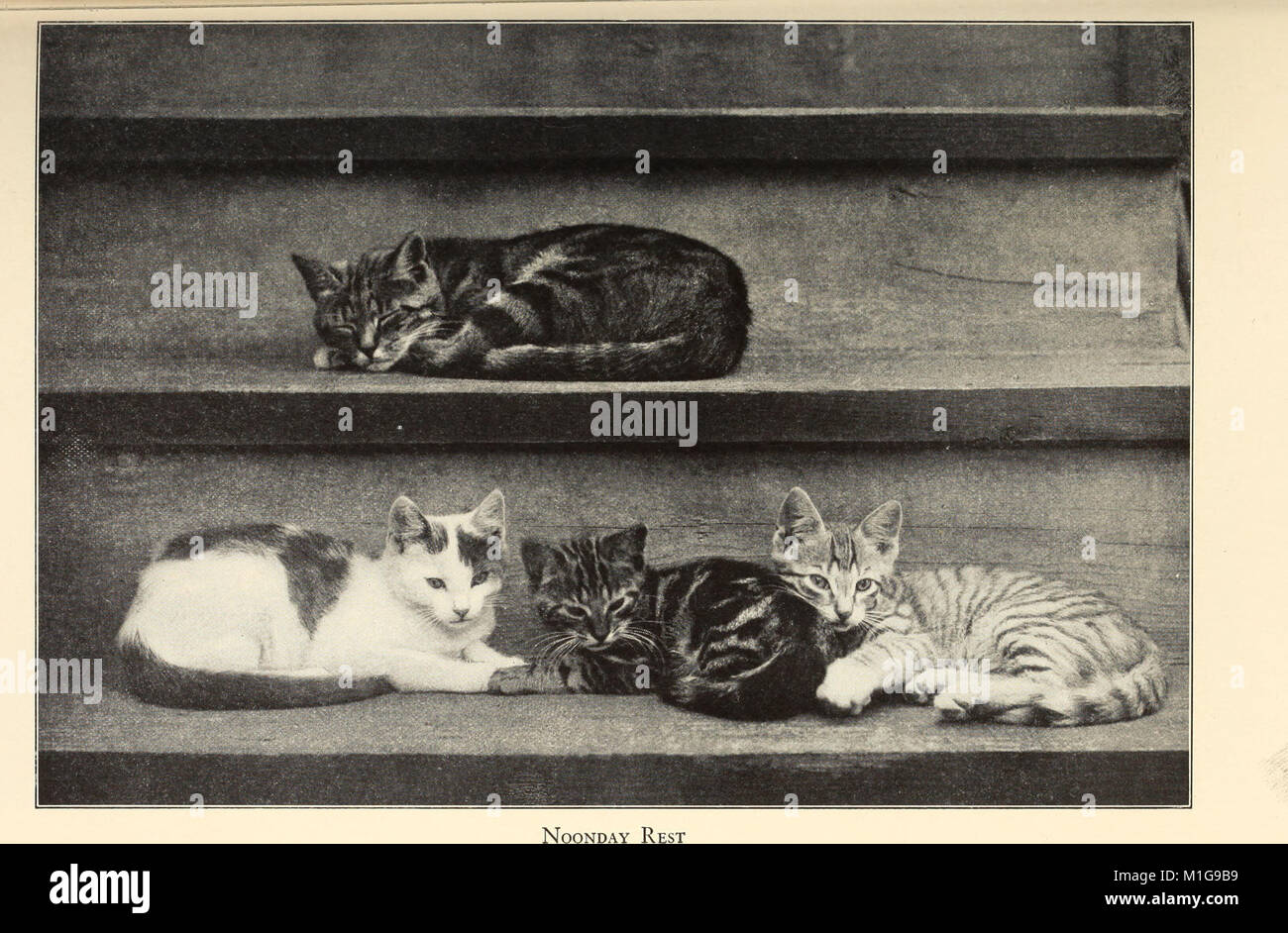 Alexander and some other cats (1929) (17949596775 Stock Photo - Alamy