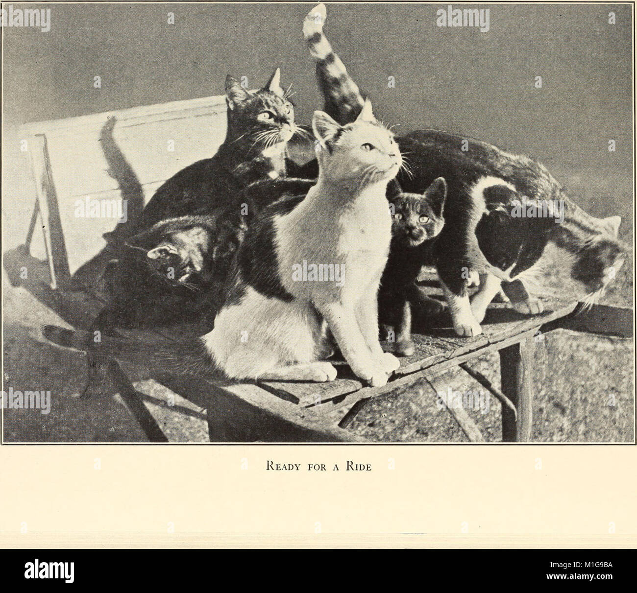 'Alexander and Some Other Cats' (1929) is a literary work that explores ...
