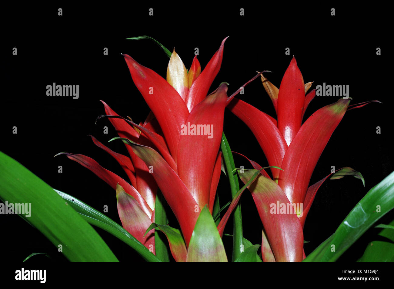 Bromelia flower close-up Stock Photo - Alamy