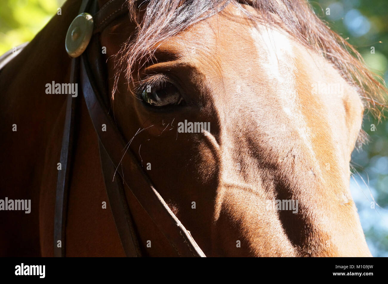 a close look at the horse Stock Photo - Alamy