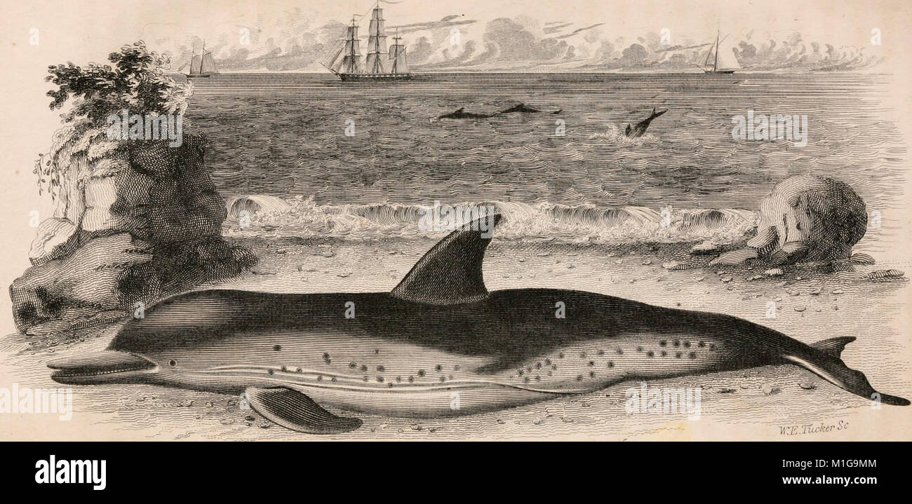 'American Natural History: Part 1 - Mastology' (1828) is a pioneering ...